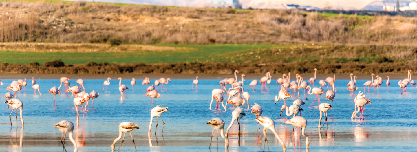 Wild Cyprus: island sanctuaries - Visit Europe