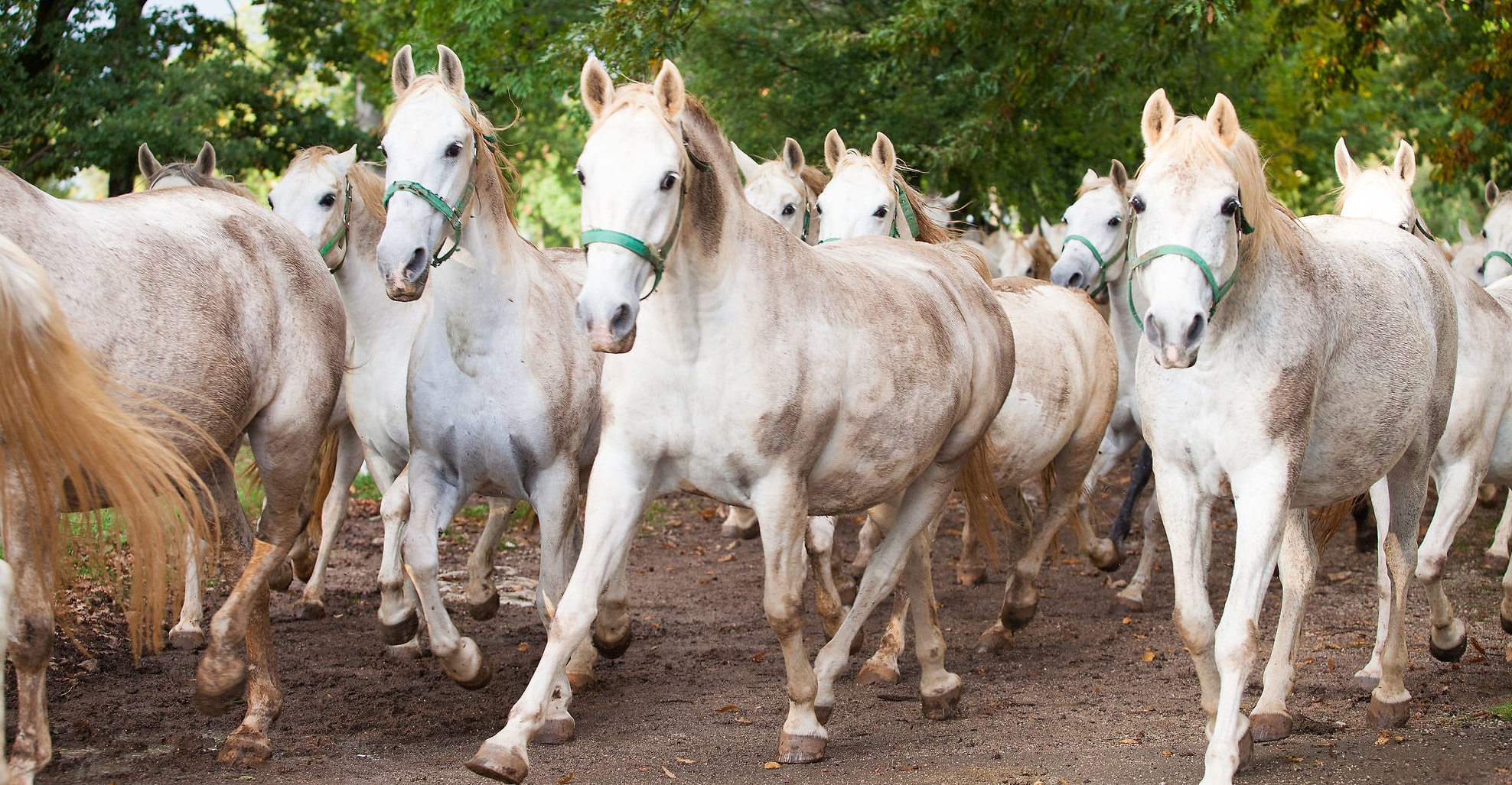 Slovenia’s UNESCO experiences - Visit Europe