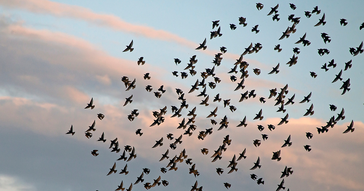 Birdwatching in the Baltics - Visit Europe