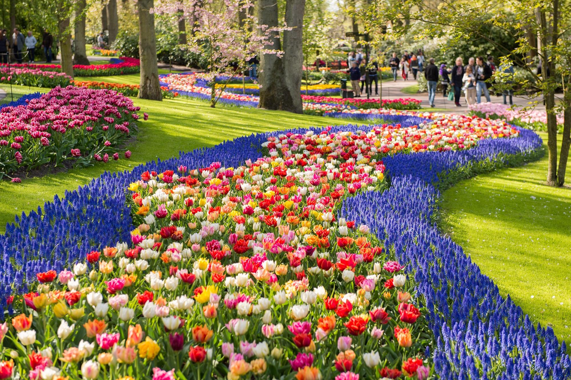 2.Keukenhof, the garden of Europe - Visit Europe
